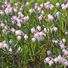 Andromeda polifolia 'Compacta' | Van der Dussen Groencentrum