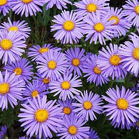 Aster alpinus 'Goliath' | Van der Dussen Groencentrum