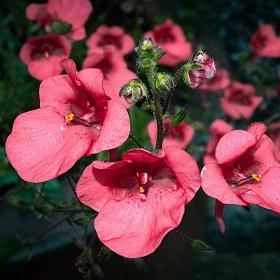 Diascia 'Ruby Field' | Van der Dussen Groencentrum