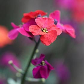 Erysimum 'Red Jep' | Van der Dussen Groencentrum